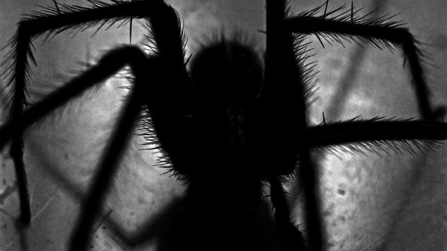 3 Creepy Crawlspace Finds - May Exterminating