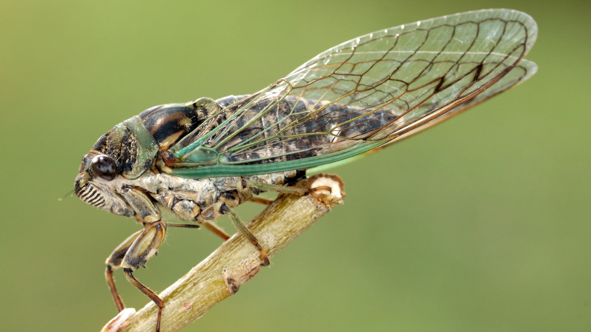 Sounds Of Summer - May Exterminating