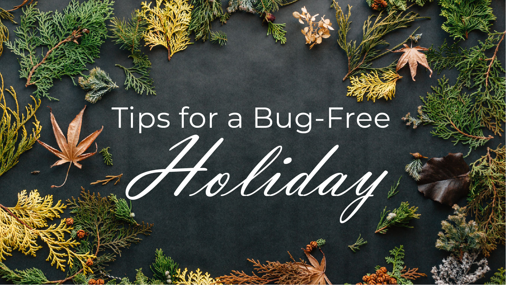Tips for a Bug-Free Holiday - May Exterminating