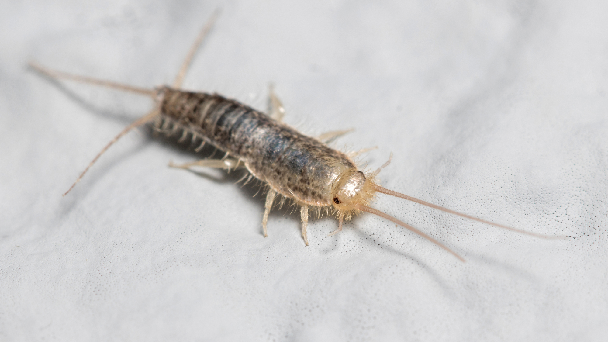 Keeping Silverfish Out of Your Home - May Exterminating