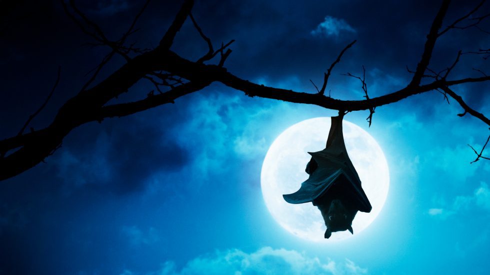 Don't Go Batty This Halloween - May Exterminating