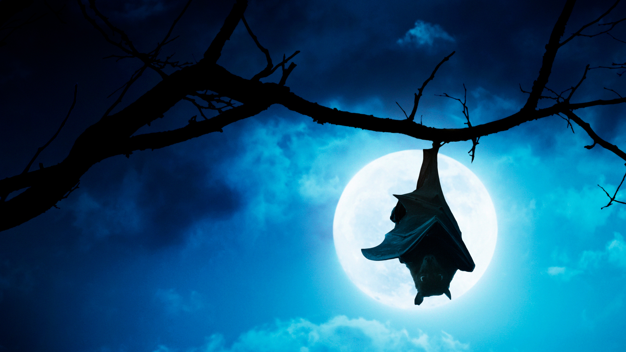 Don't Go Batty This Halloween - May Exterminating